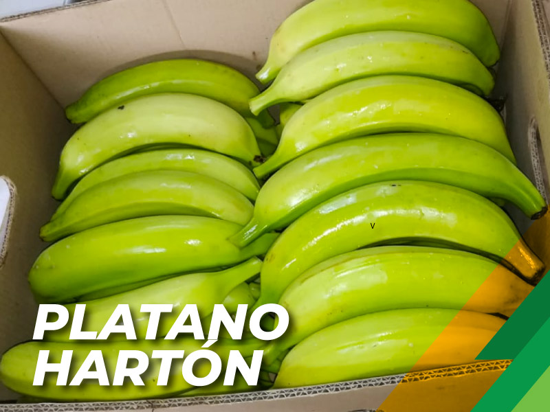 Productos – CI Platanos FQM